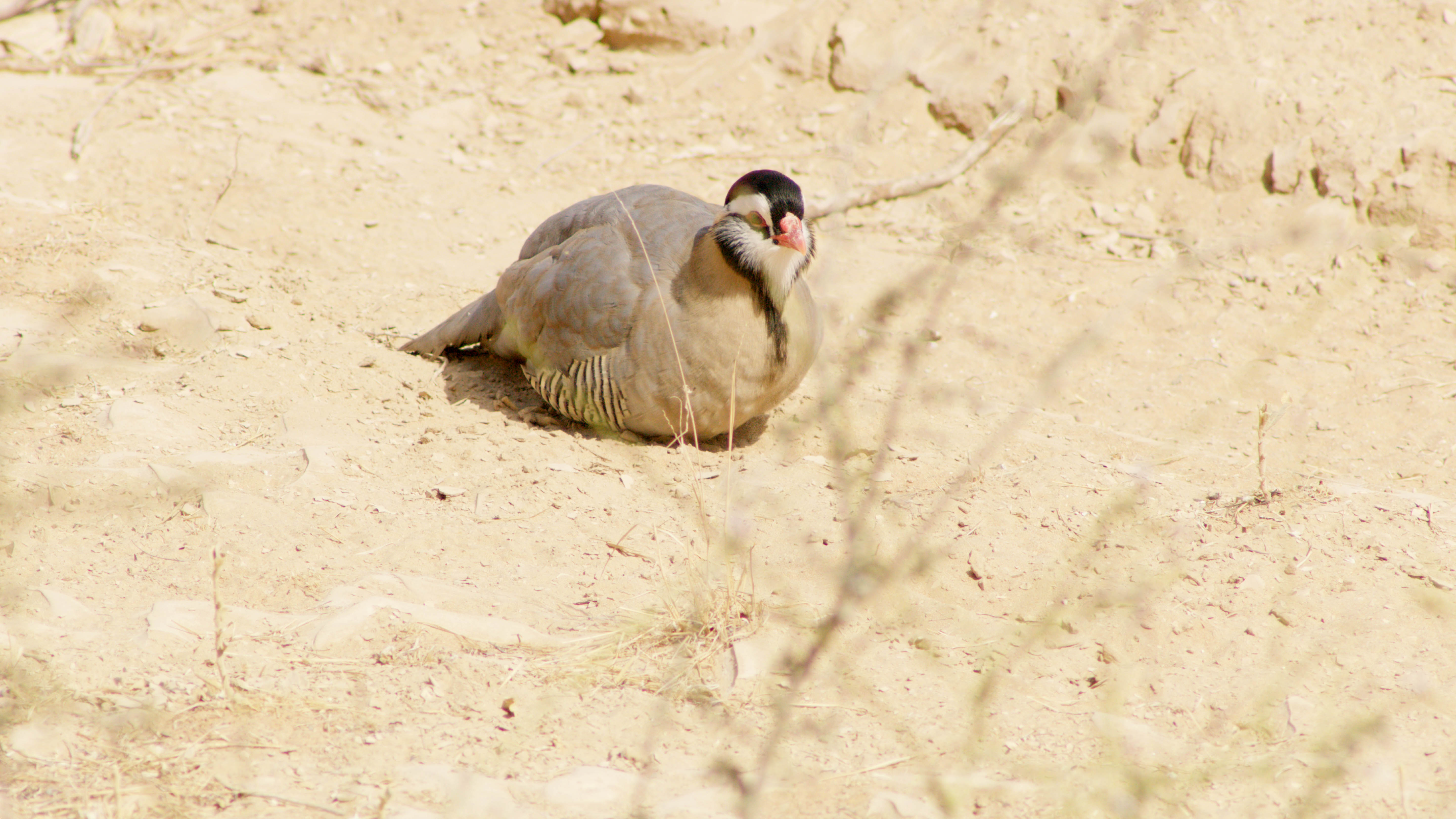 JABAL HAFEET NATIONAL PARK | Ecotourism Areas Details